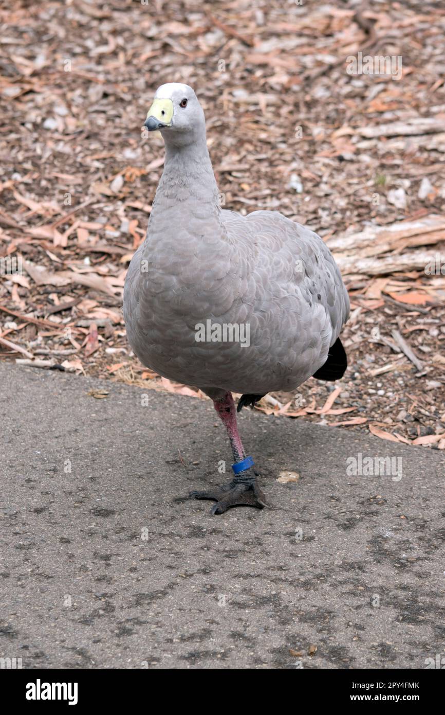 The Cape Barren Goose is a very large, pale grey goose with a ...