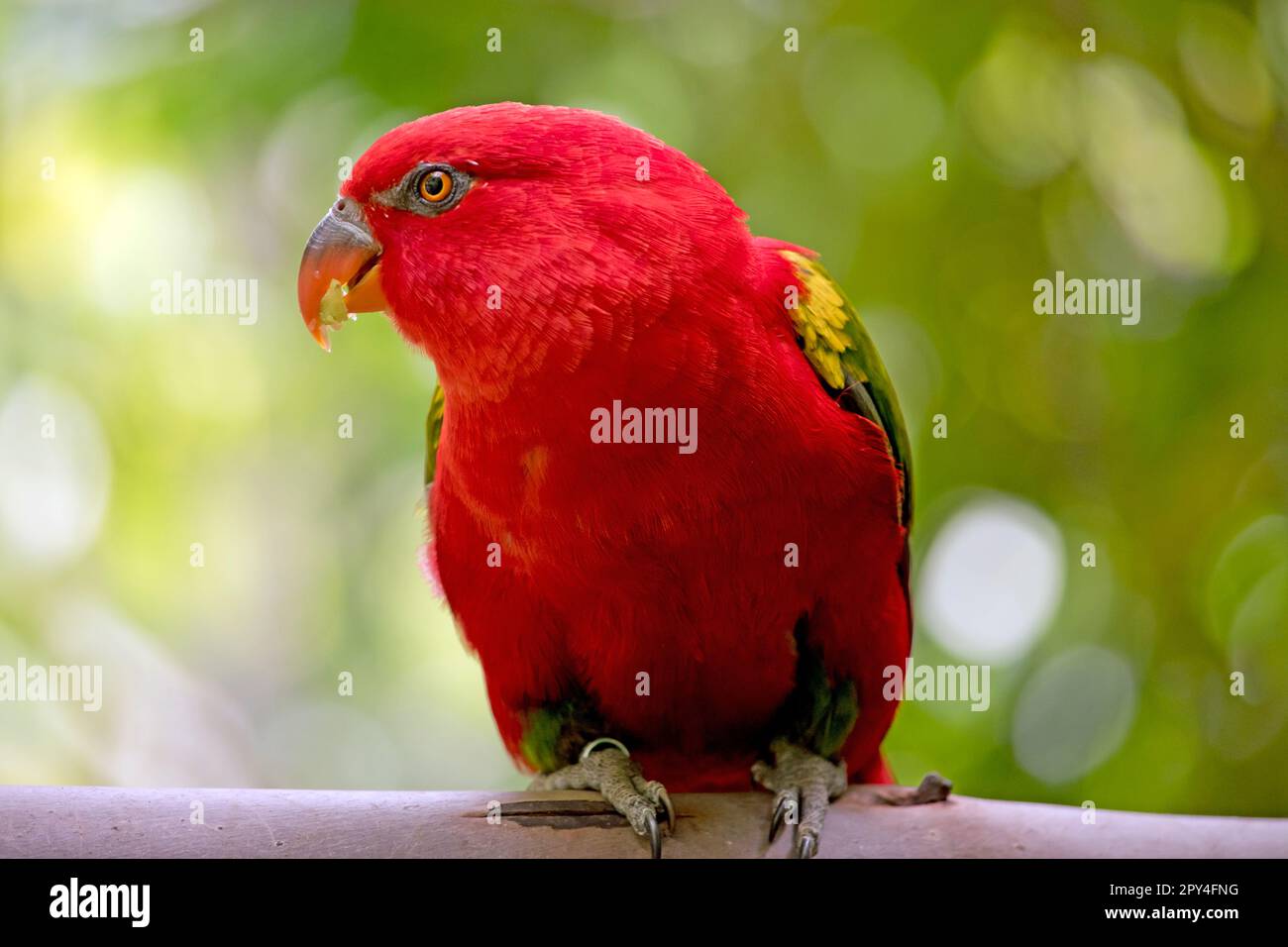 the chattering lory has a red body and green wings Stock Photo - Alamy