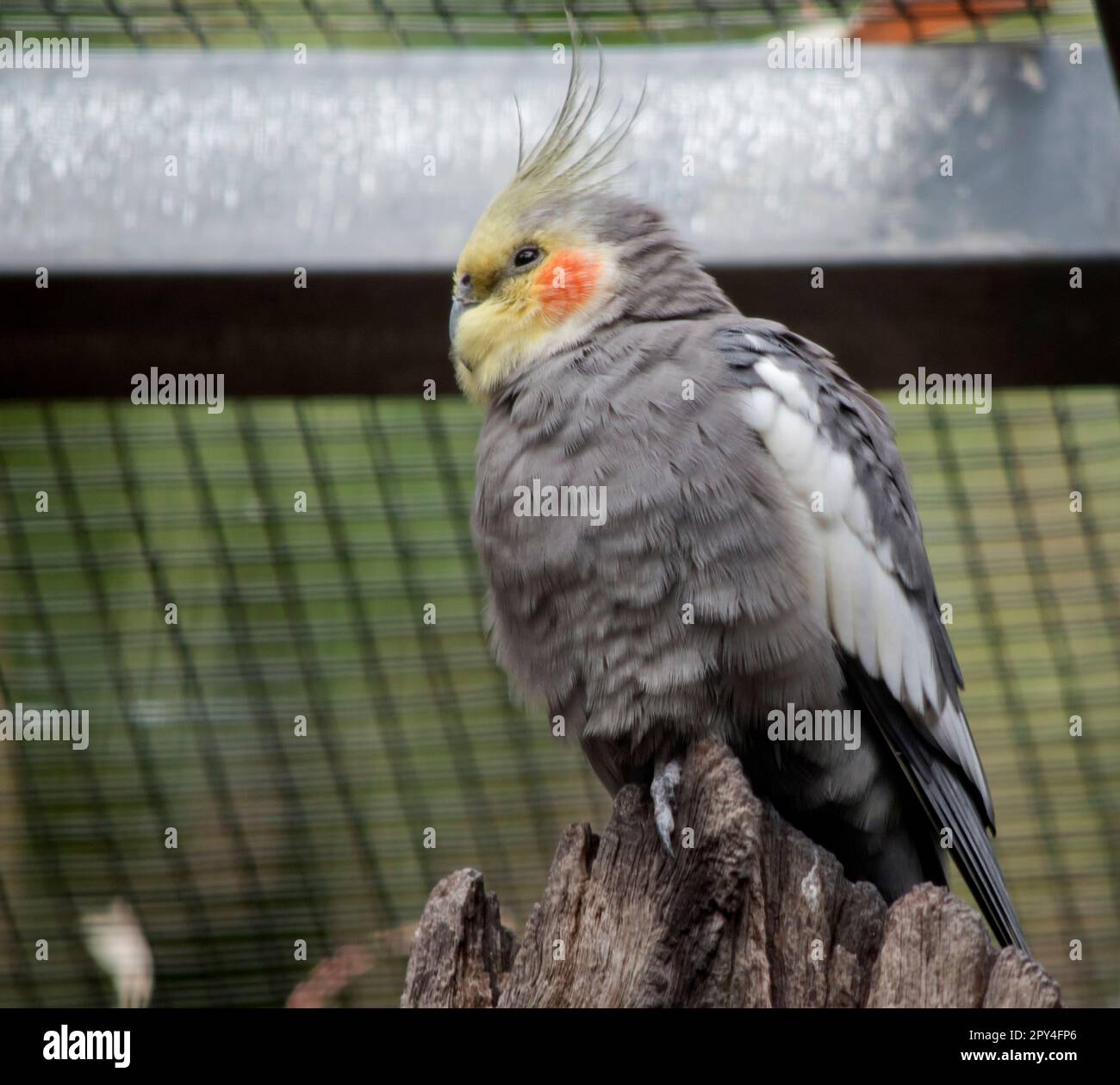 the cockatiel's plumage is mostly grey, paler below, with a white wing ...