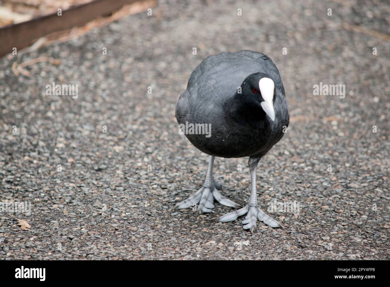 The Eurasian coot is a black sea bird with a white frontal shield Stock ...