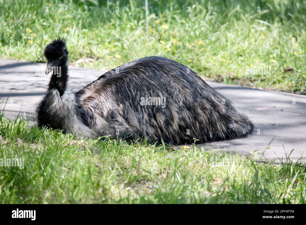 The australian emu is covered in primitive feathers that are dusky ...