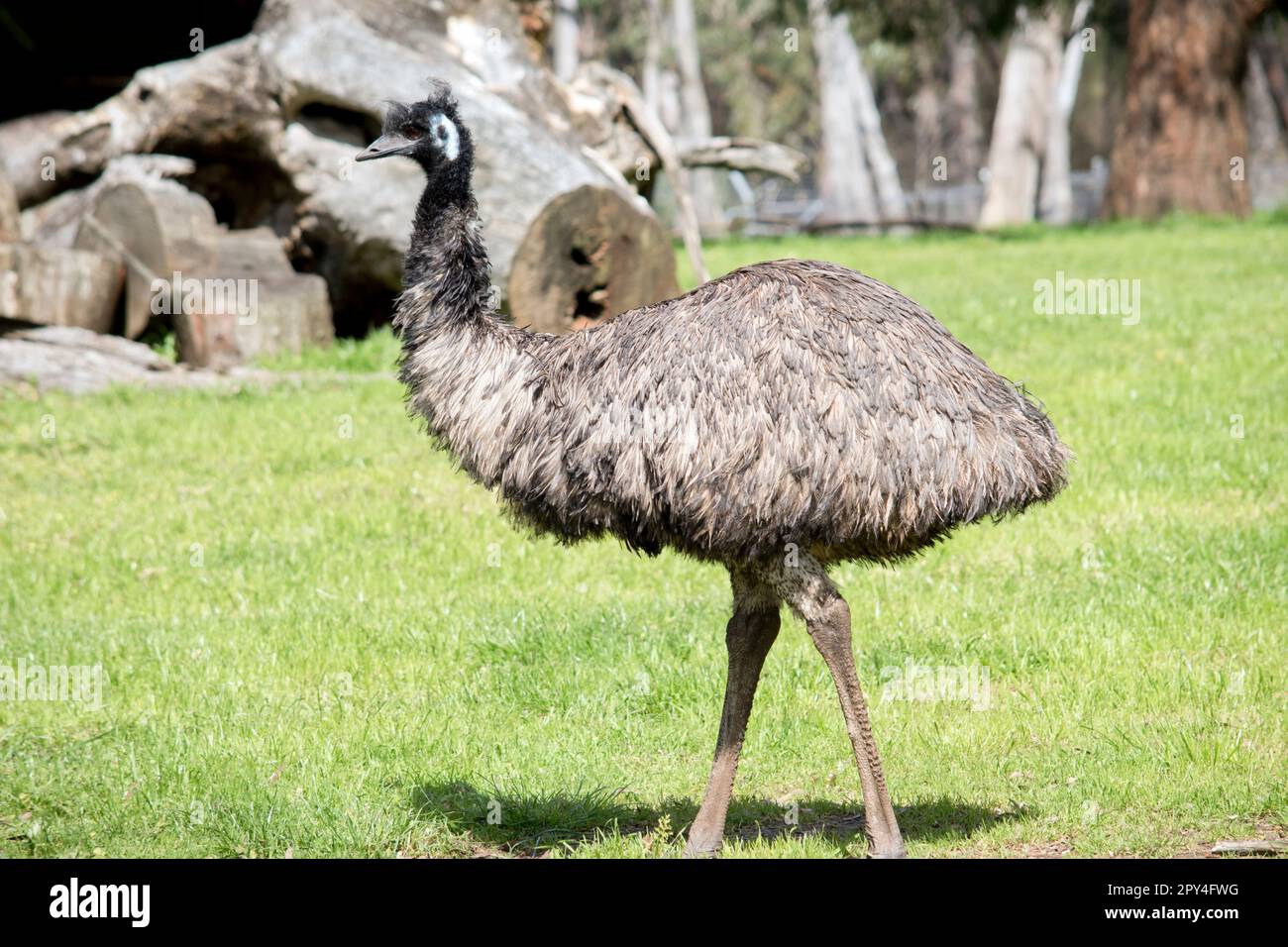 the emu covered in primitive feathers that are dusky brown to grey ...