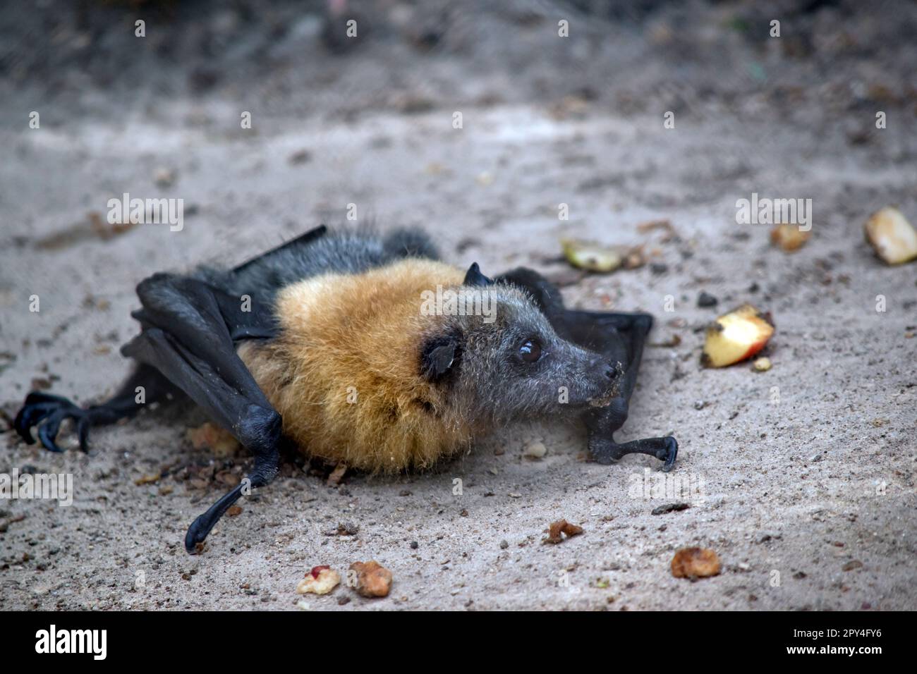 the fruit bat has a woolly fur golden colored on the head, neck ...