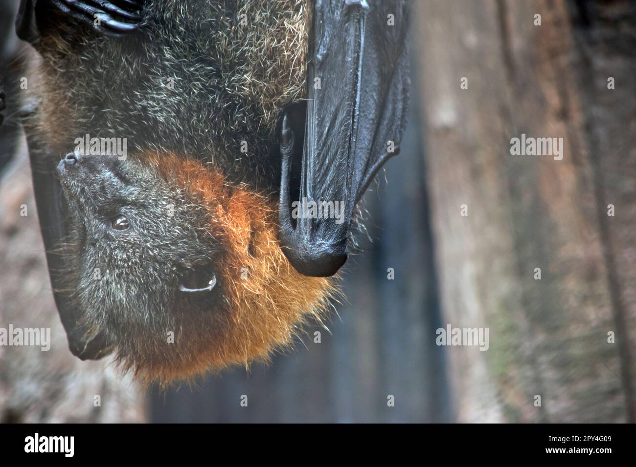 the fruit bat has a woolly fur golden colored on the head, neck ...