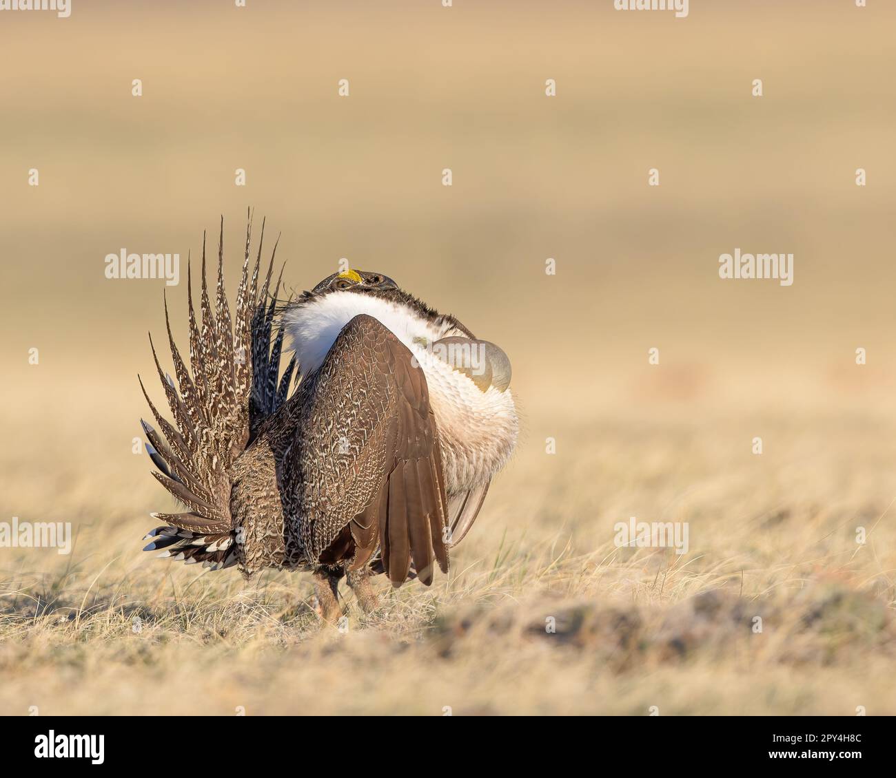 Greater sage grouse mating hi-res stock photography and images - Alamy