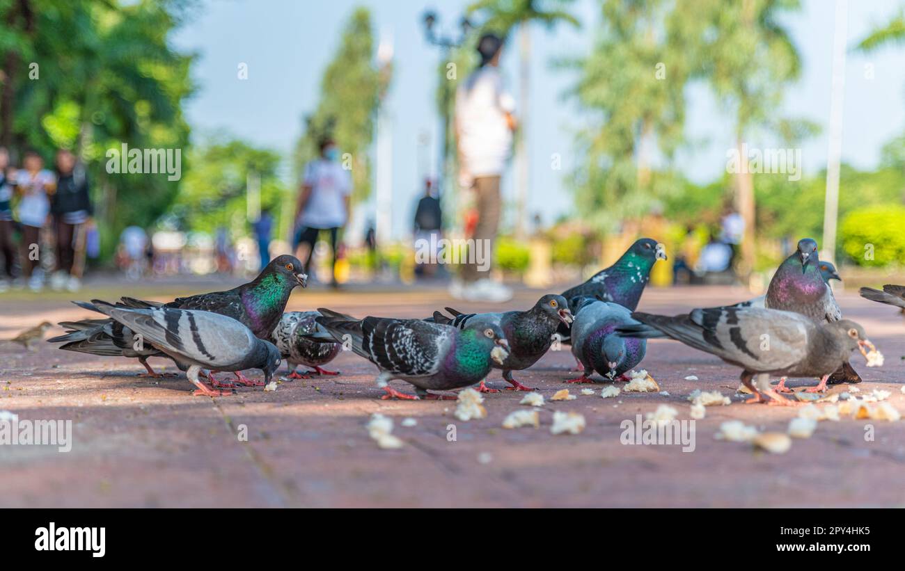 Pigeons feeding on bread crumbs thrown at them at the Rizal Park in the ...