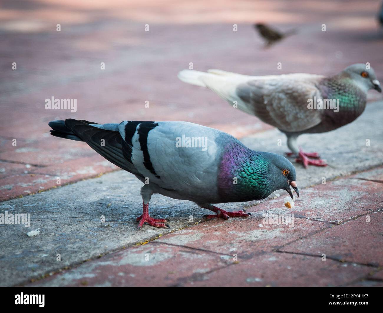 Pigeons feeding on bread crumbs thrown at them at the Rizal Park in the ...
