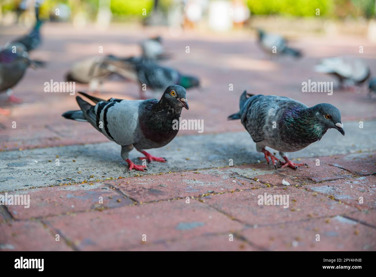 Pigeons feeding on bread crumbs thrown at them at the Rizal Park in the ...