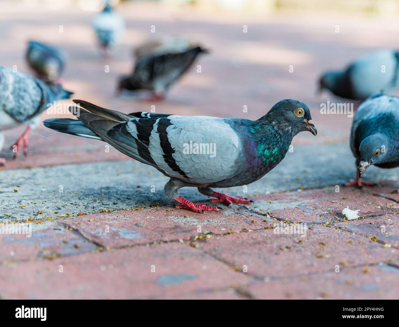 Pigeons feeding on bread crumbs thrown at them at the Rizal Park in the ...