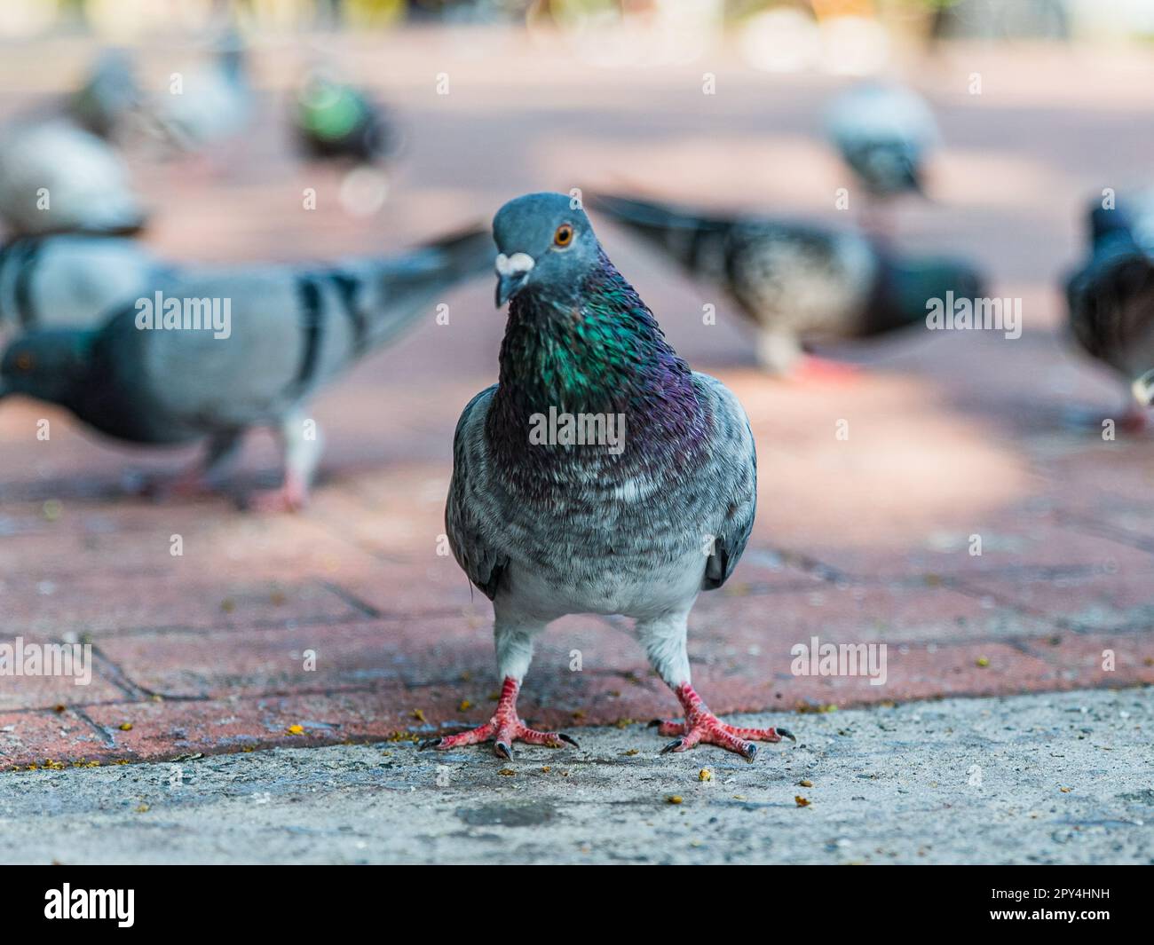 Pigeons feeding on bread crumbs thrown at them at the Rizal Park in the ...