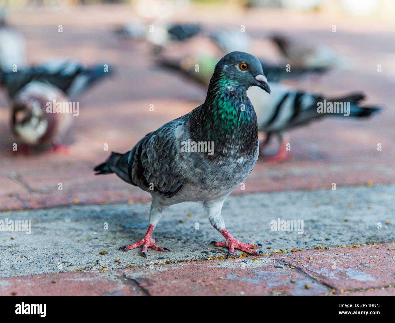 Pigeons feeding on bread crumbs thrown at them at the Rizal Park in the ...