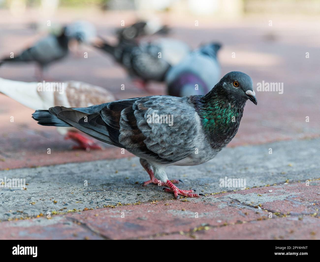 Pigeons feeding on bread crumbs thrown at them at the Rizal Park in the ...