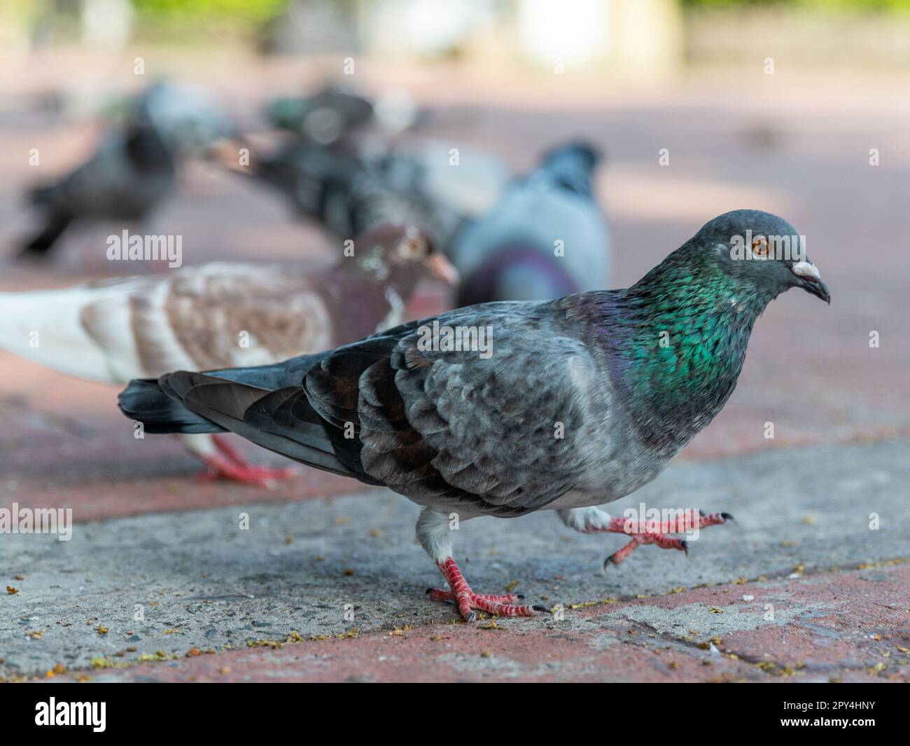 Pigeons feeding on bread crumbs thrown at them at the Rizal Park in the ...