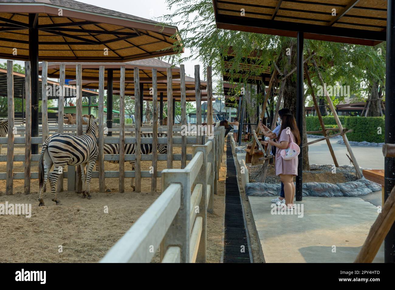 Ayutthaya, Thailand - March 6, 2023 : People look at Zebra in the zoo ...