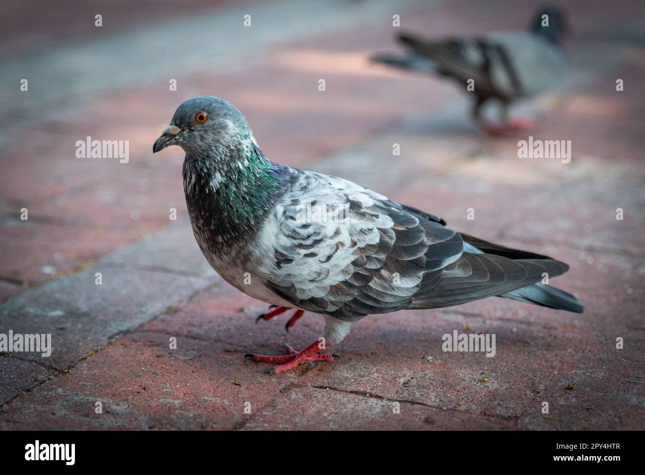 Pigeons feeding on bread crumbs thrown at them at the Rizal Park in the ...