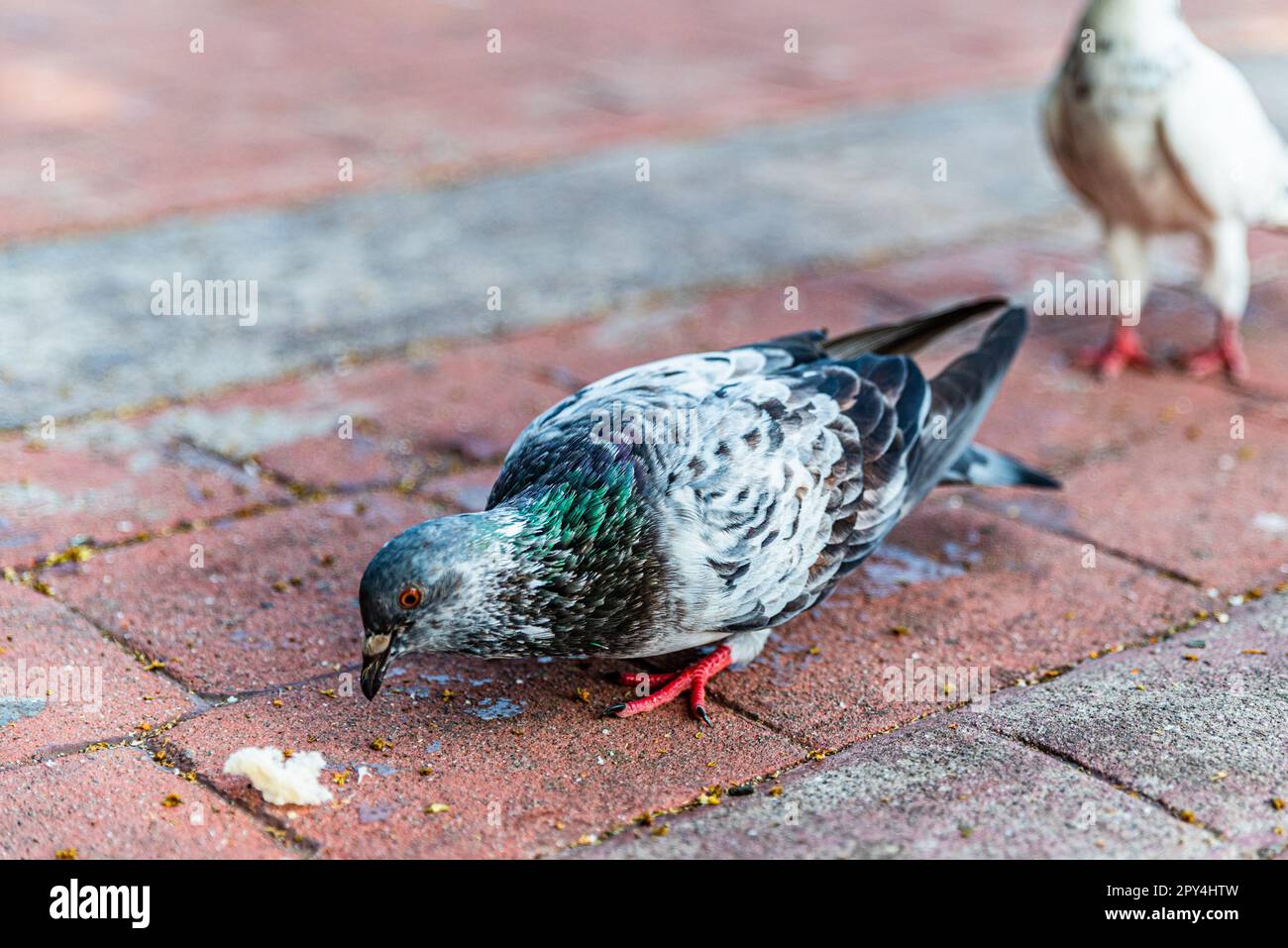 Pigeons feeding on bread crumbs thrown at them at the Rizal Park in the ...