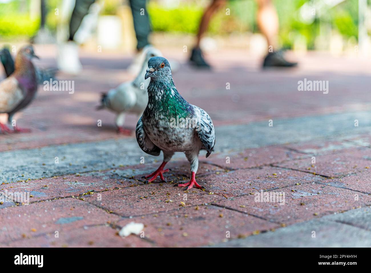 Pigeons feeding on bread crumbs thrown at them at the Rizal Park in the ...