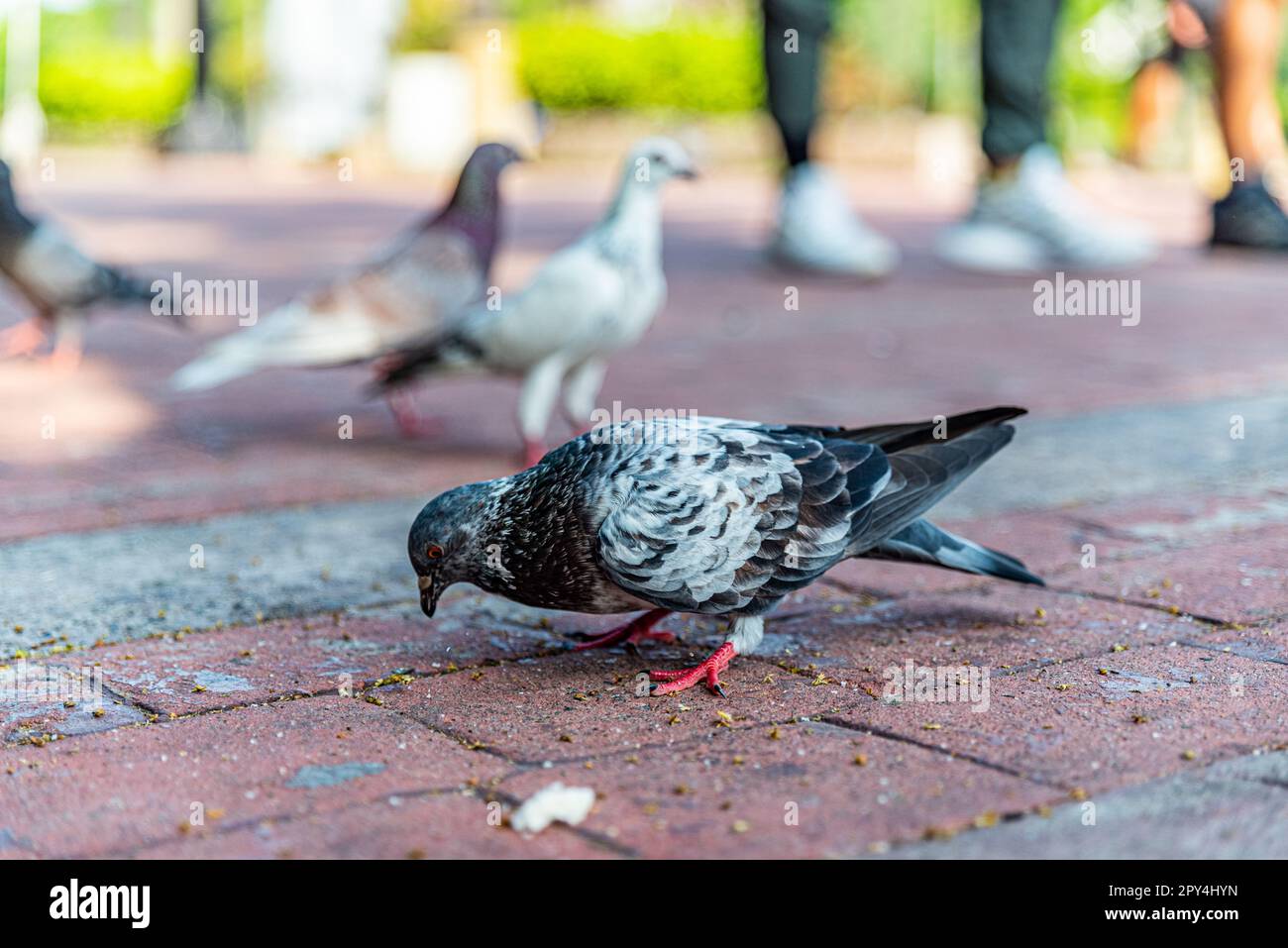 Pigeons feeding on bread crumbs thrown at them at the Rizal Park in the ...