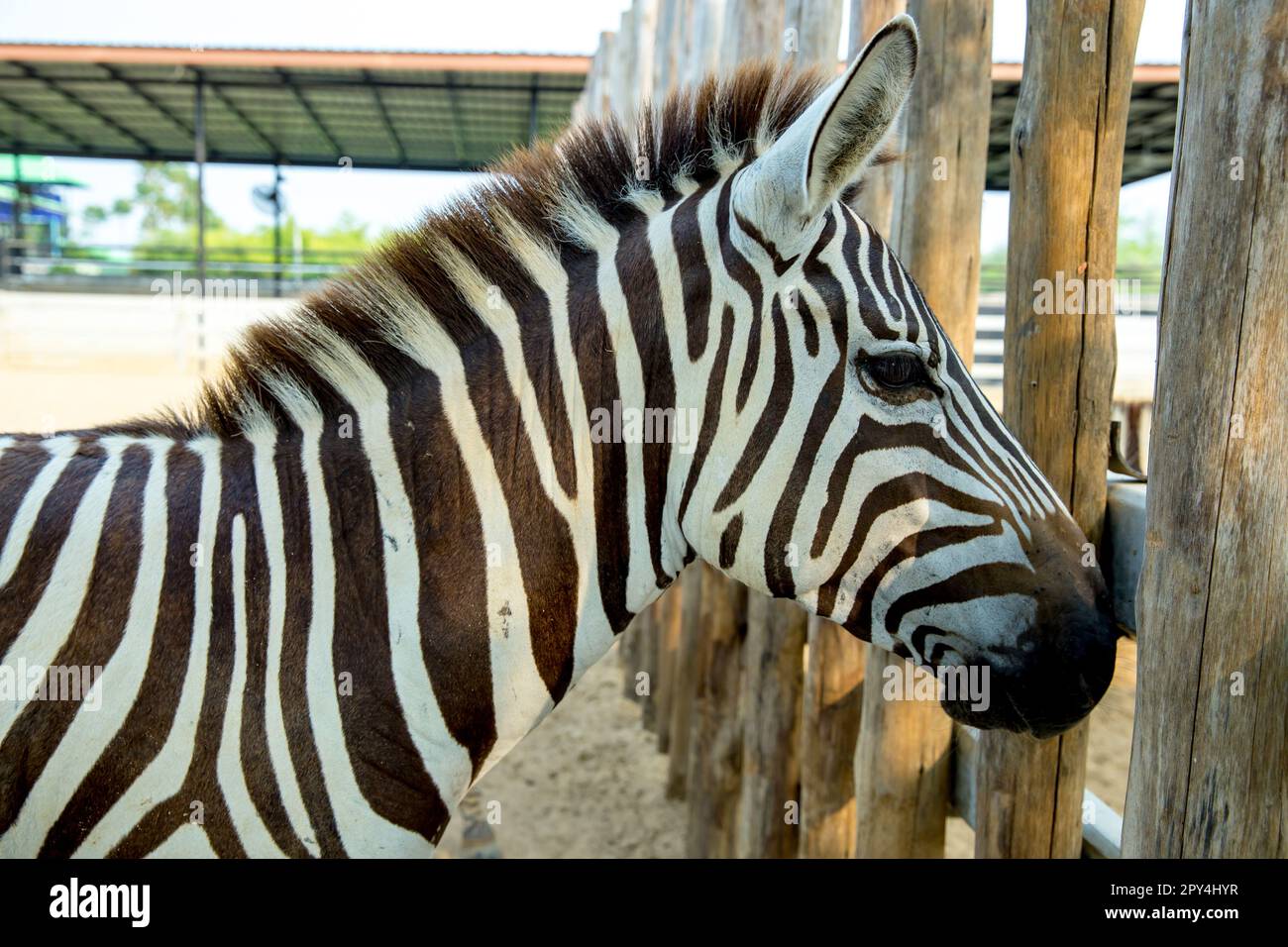 Ayutthaya, Thailand - March 6, 2023 : Zebra head in the zoo of ...