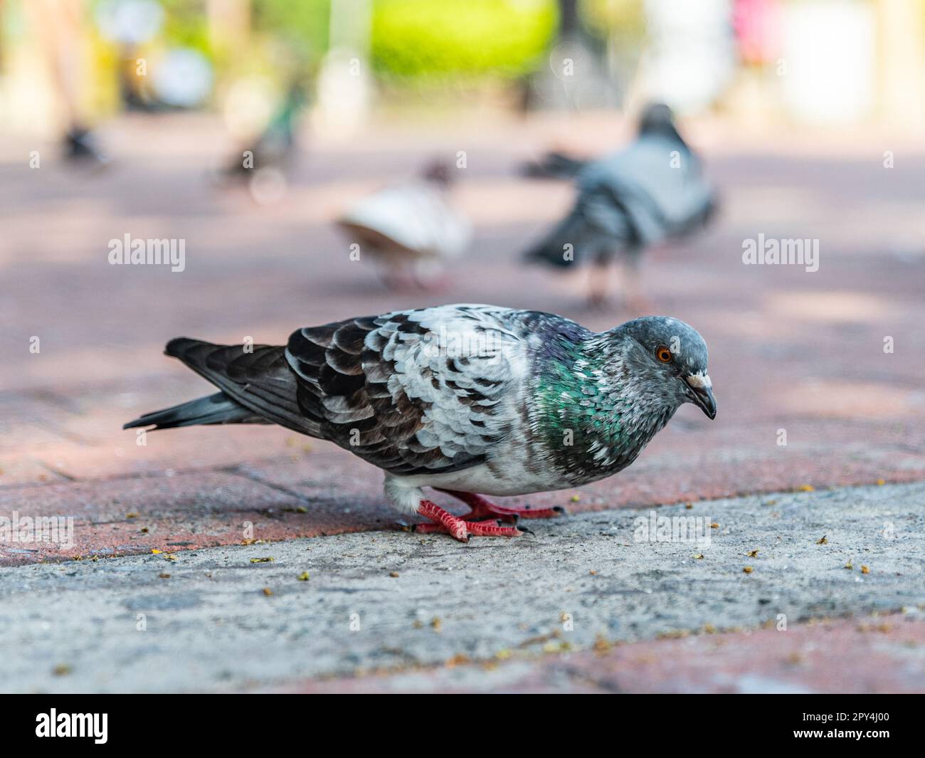 Pigeons feeding on bread crumbs thrown at them at the Rizal Park in the ...