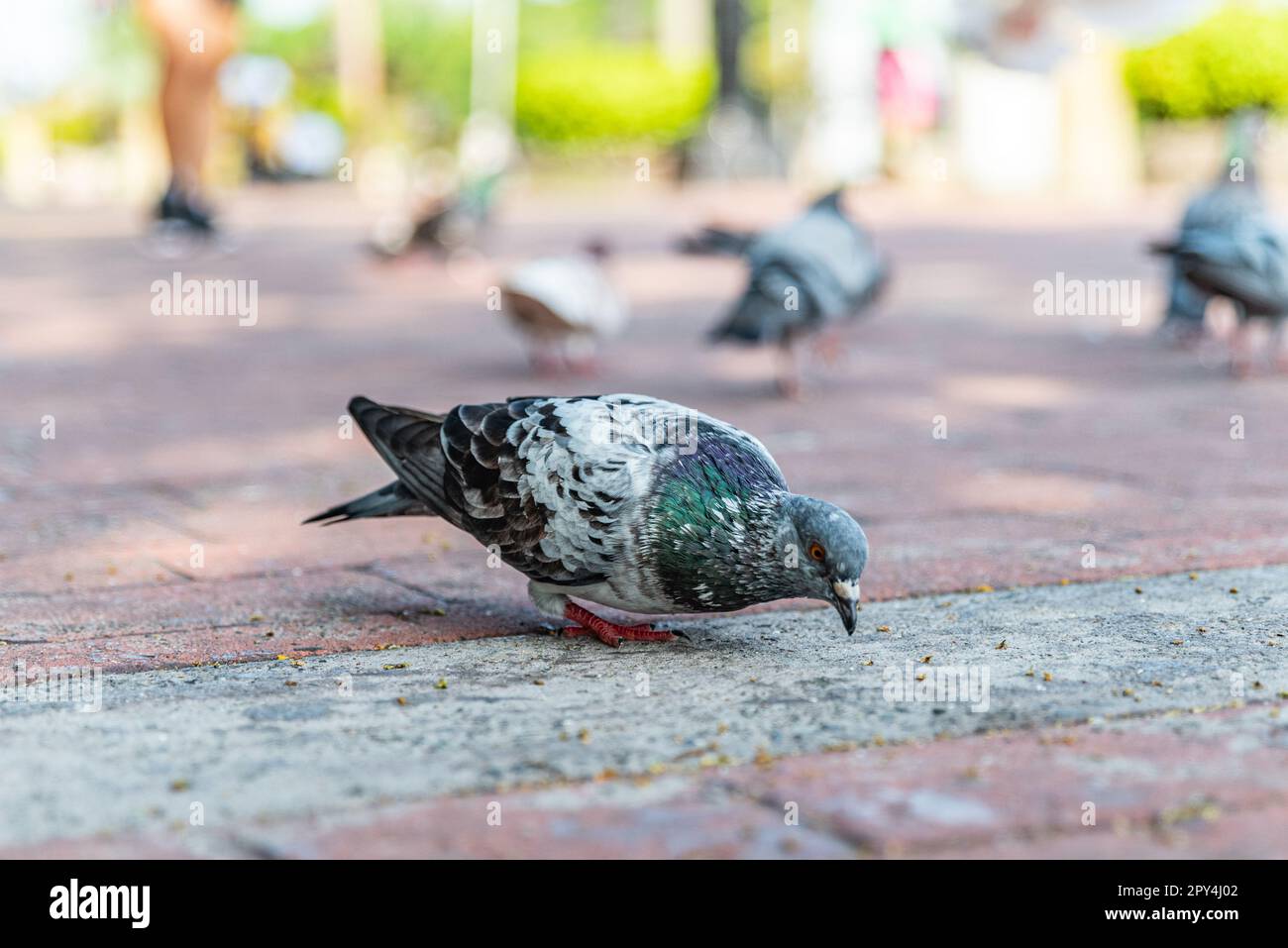 Pigeons feeding on bread crumbs thrown at them at the Rizal Park in the ...