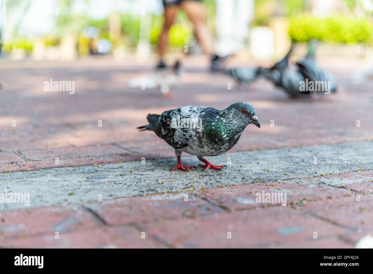 Pigeons feeding on bread crumbs thrown at them at the Rizal Park in the ...