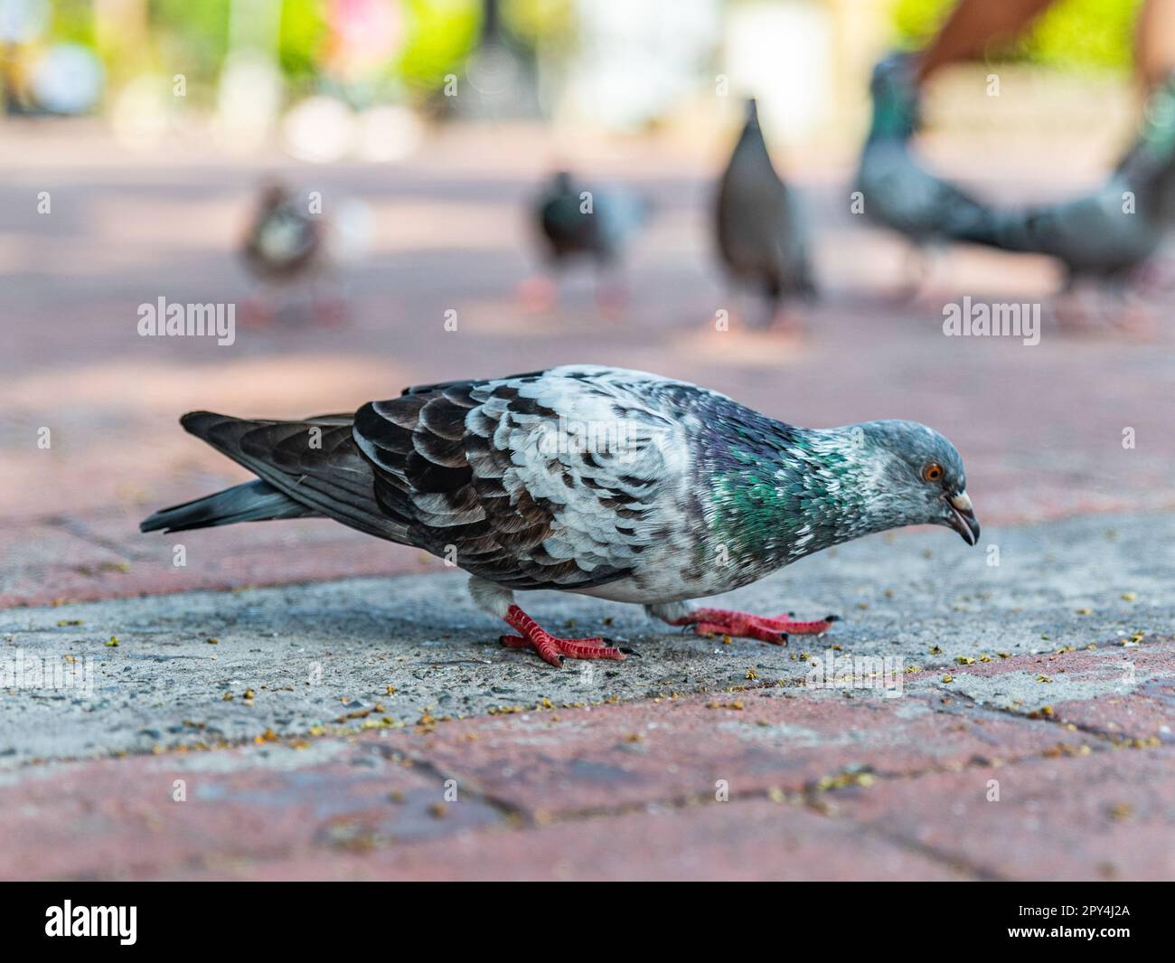 Pigeons feeding on bread crumbs thrown at them at the Rizal Park in the ...
