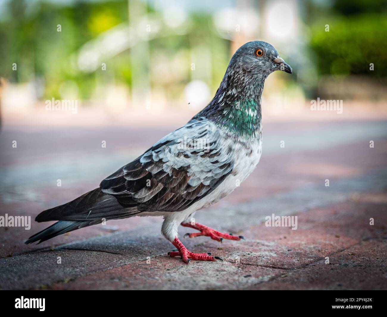 Pigeons feeding on bread crumbs thrown at them at the Rizal Park in the ...
