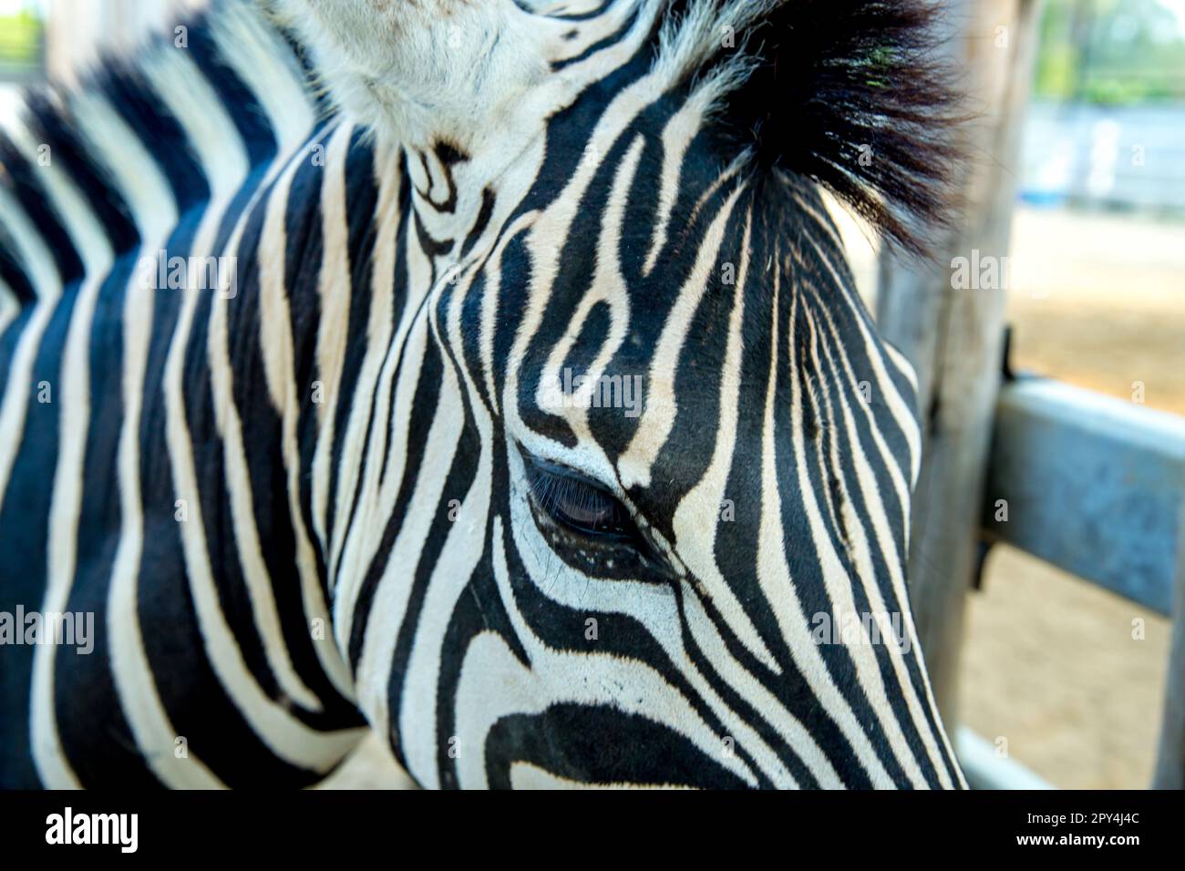 Ayutthaya, Thailand - March 6, 2023 : Zebra head in the zoo of ...