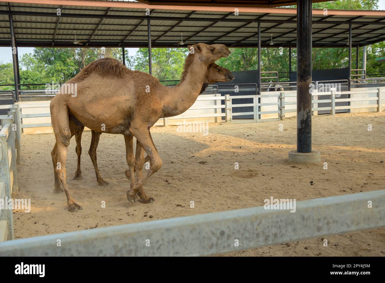 Ayutthaya, Thailand - March 6, 2023 : Camel walking in the zoo of ...