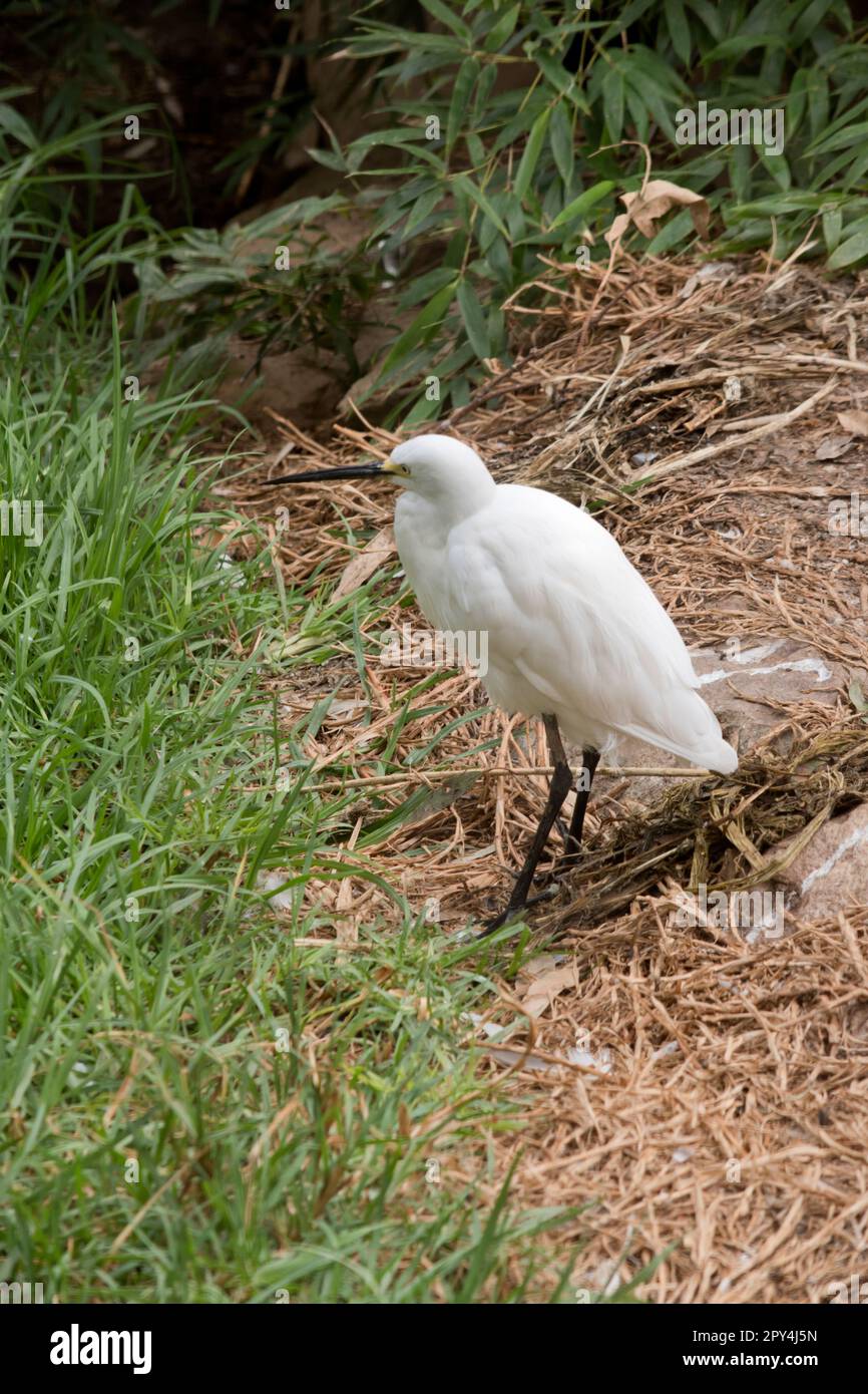 The little egret has a relatively short, thick neck, a sturdy bill, and ...