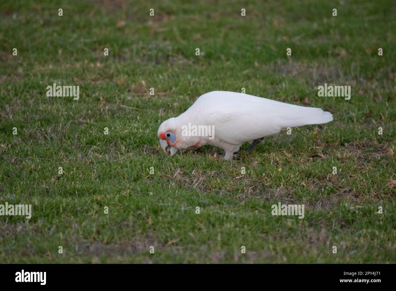 the long billed corella is an all white bird with red on the face and ...