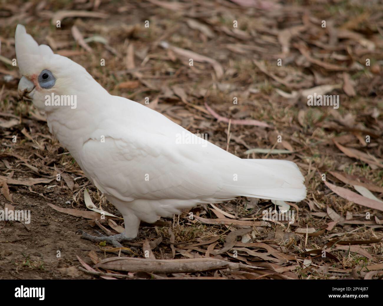 the little corella is an all white bird with red on the face with a ...