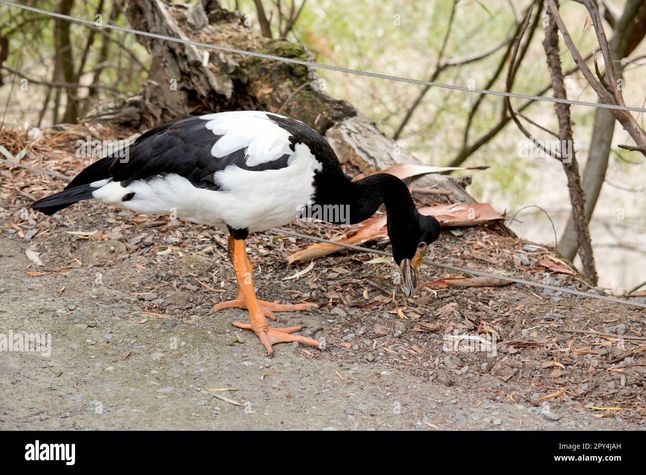The magpie goose is a black and white seabird with black head and neck ...