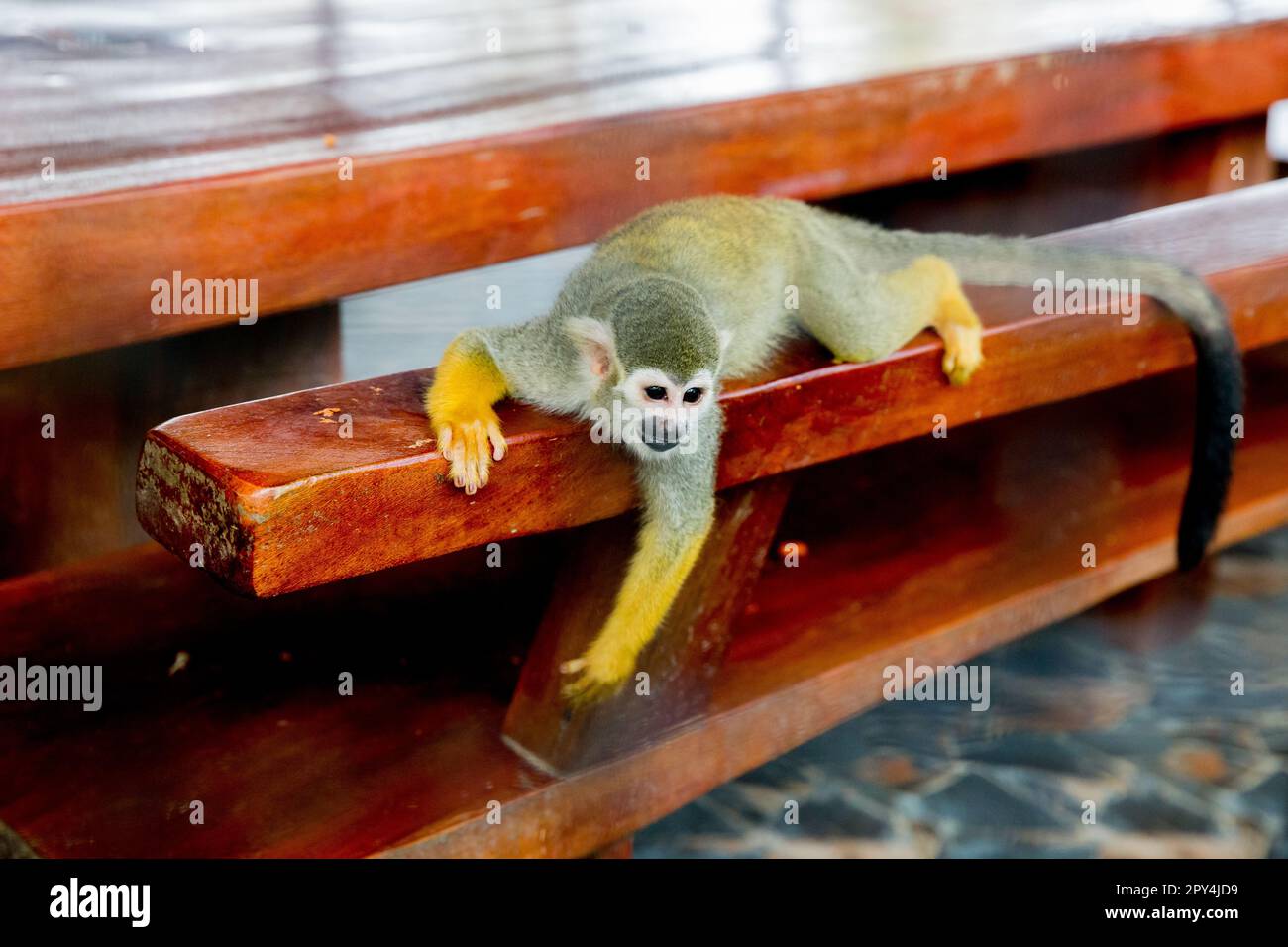 Ayutthaya, Thailand - March 6, 2023 : Capuchin Monkeys in the zoo of ...