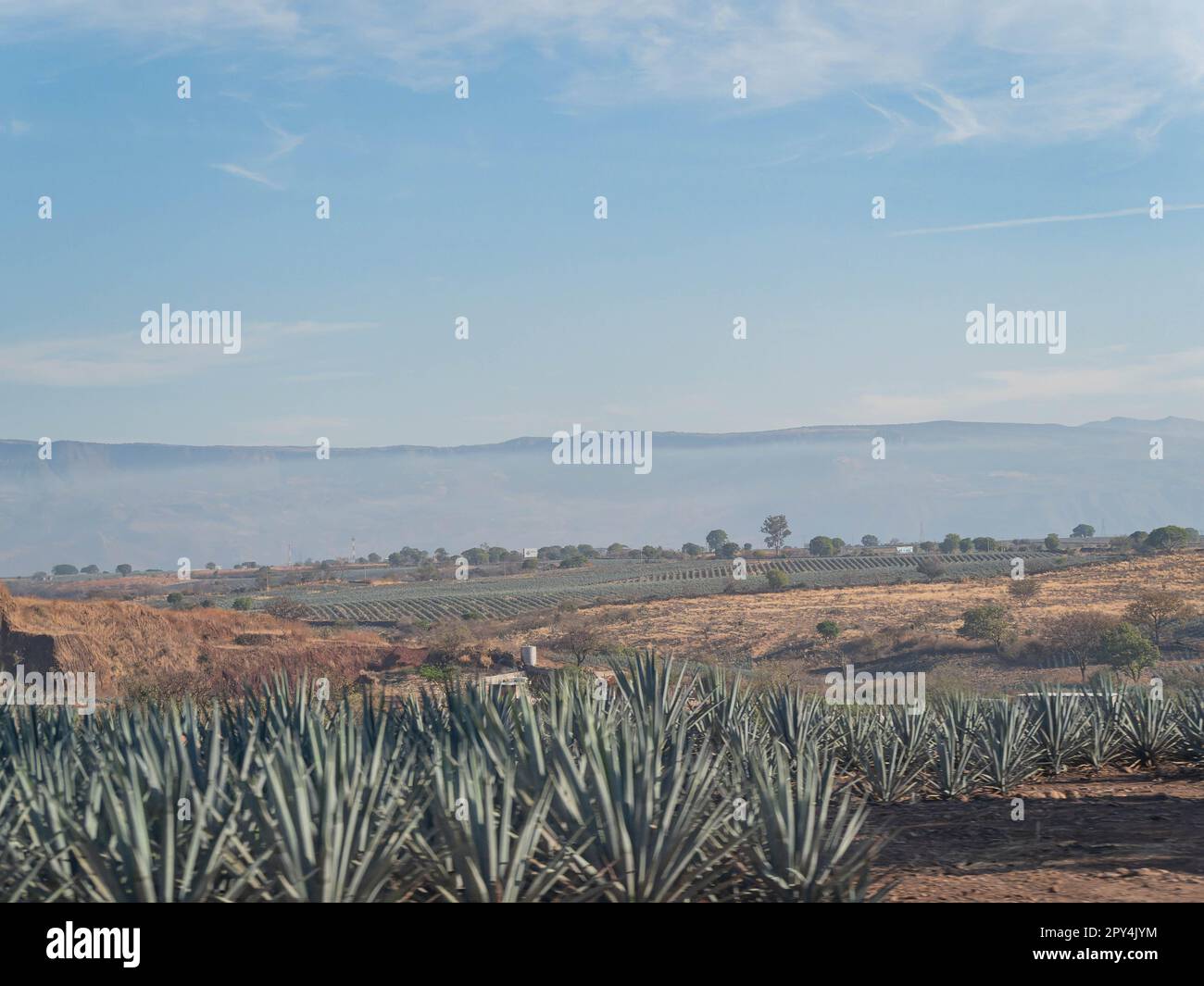 Sunny view of the Tequila farm at Jalisco, Mexico Stock Photo - Alamy