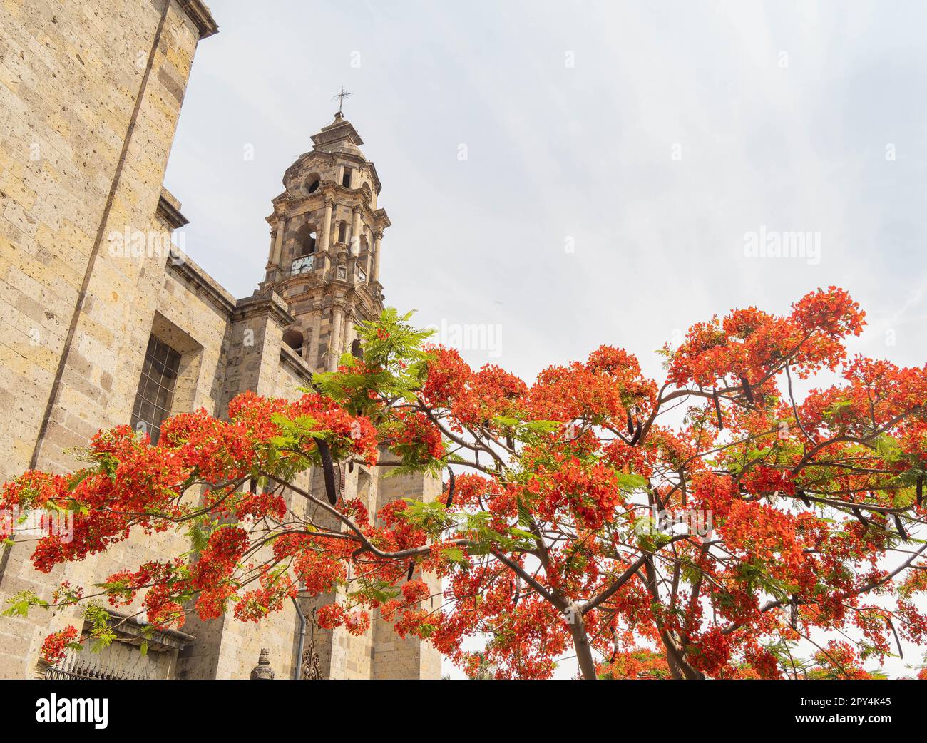 Sunny view of the flame tree blossom at Mexico Stock Photo - Alamy