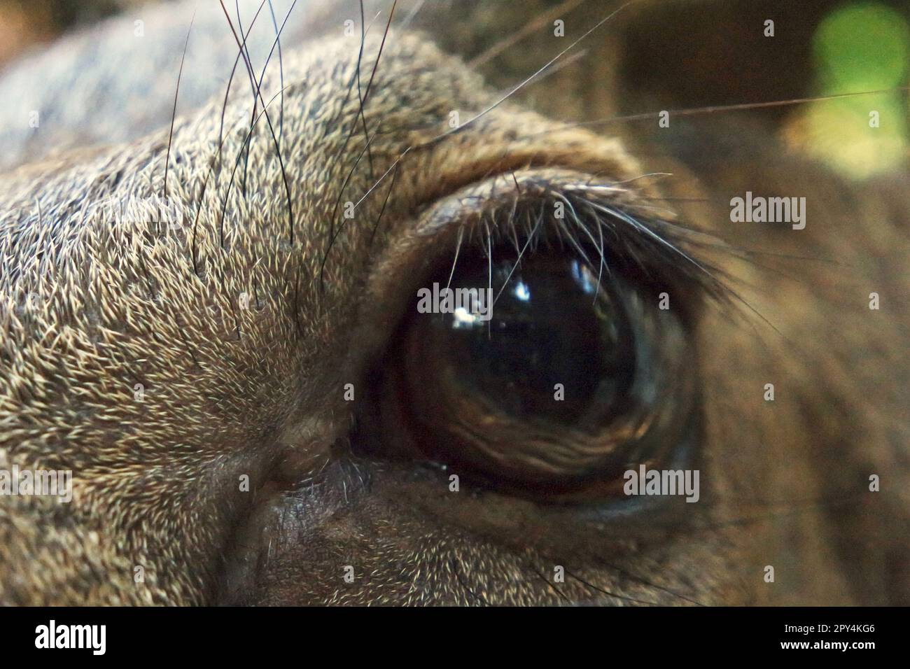 Deer eye hi-res stock photography and images - Alamy