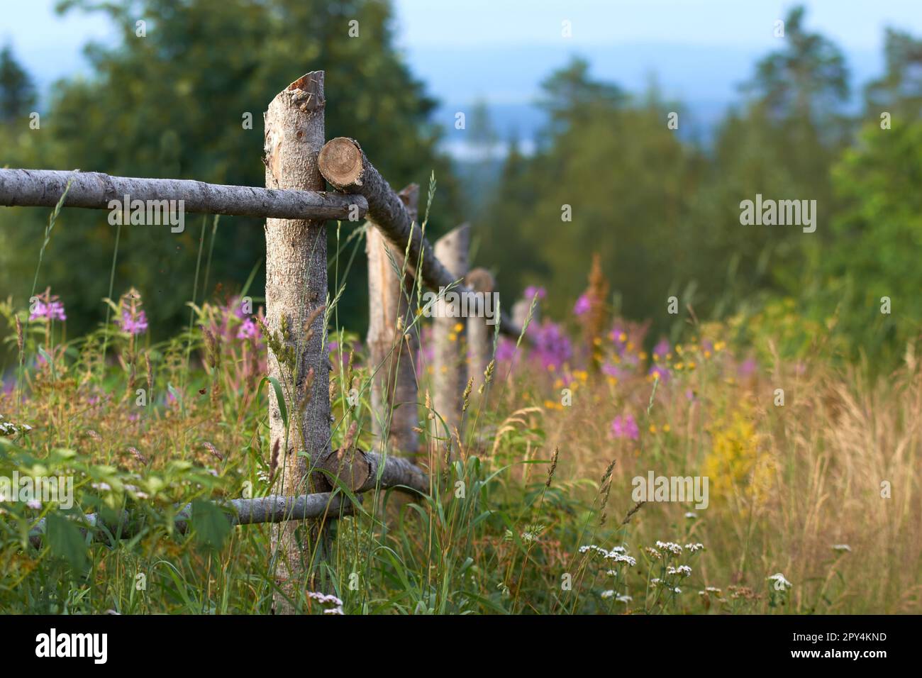 A fence of round wooden poles partly covered with grass out on the ...