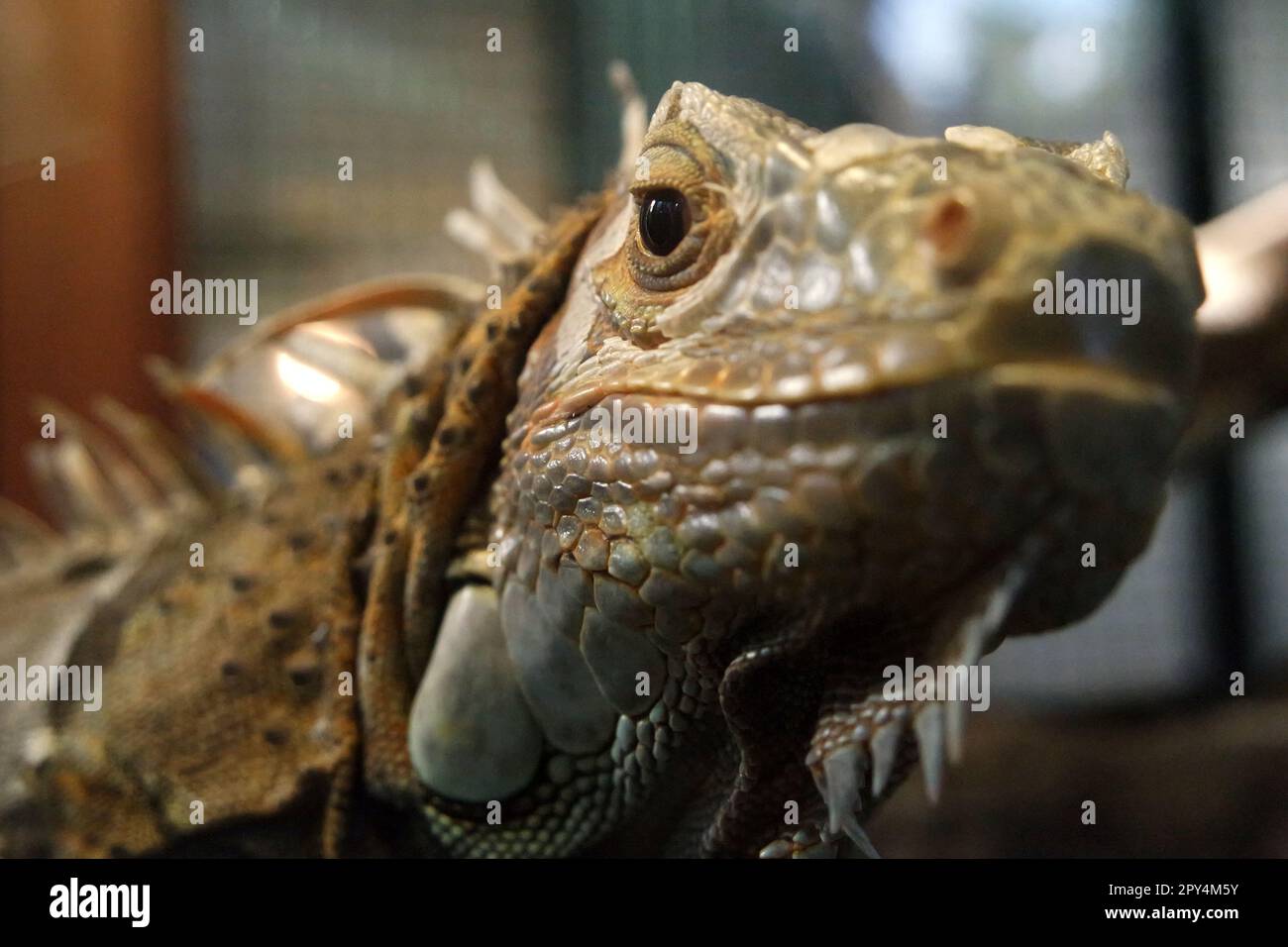 An iguana (probably a male individual of green iguana, Iguana iguana ...