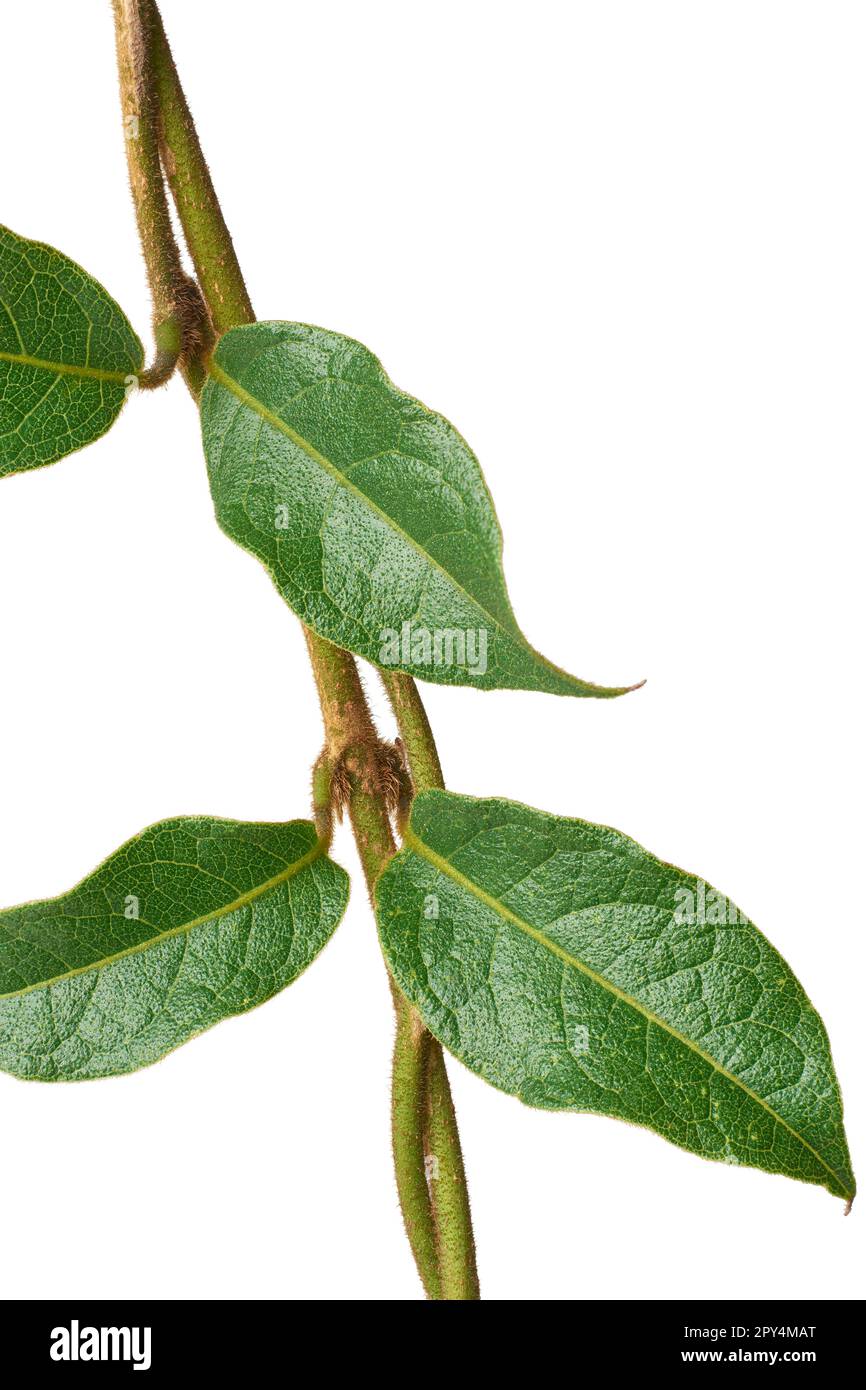 close-up of petrea volubilis plant leaves, commonly known as purple ...