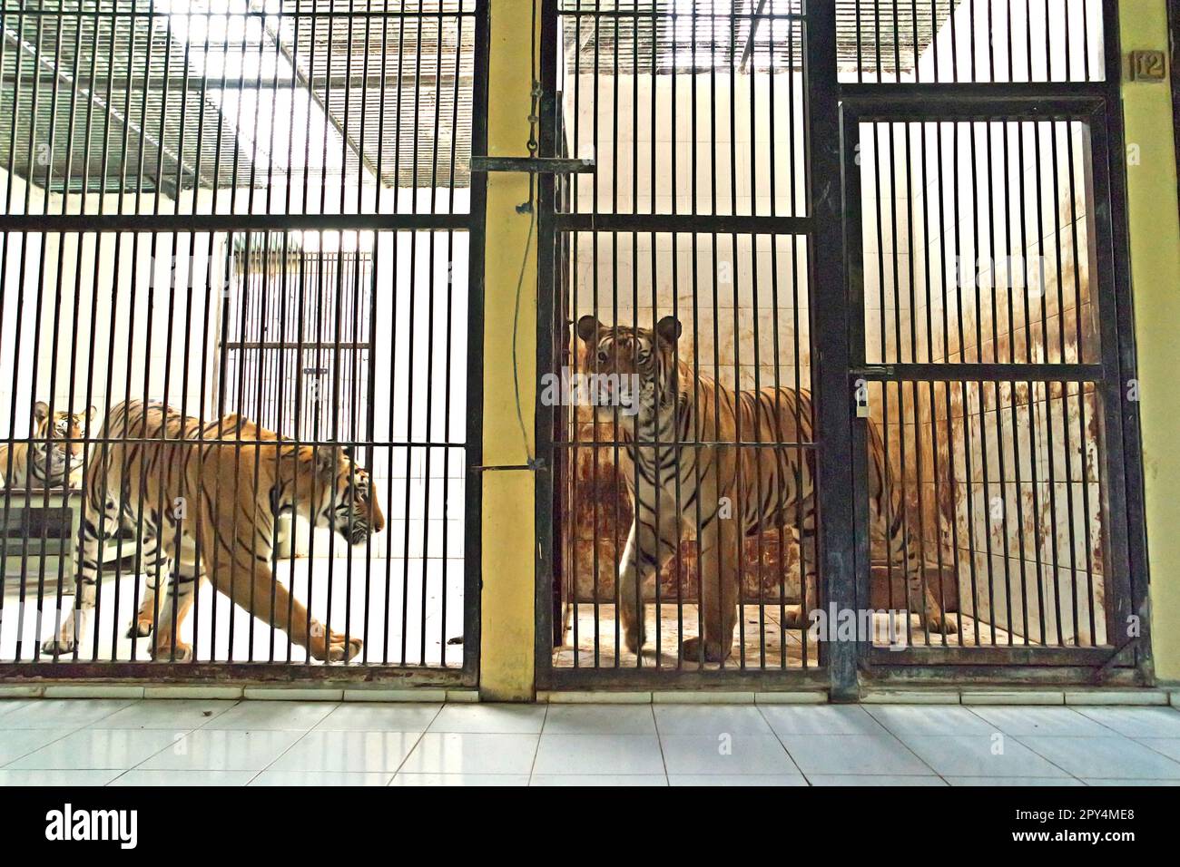 Sumatran tigers (left) and a Bengal tiger (right) at the veterinary ...