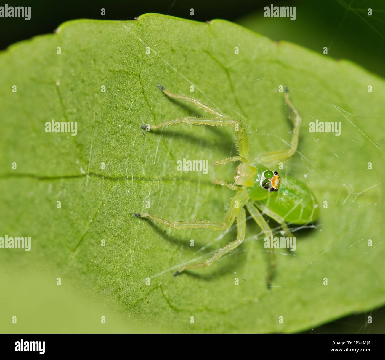 Female Magnolia Green Jumper spider (Lyssomanes viridis) from the ...