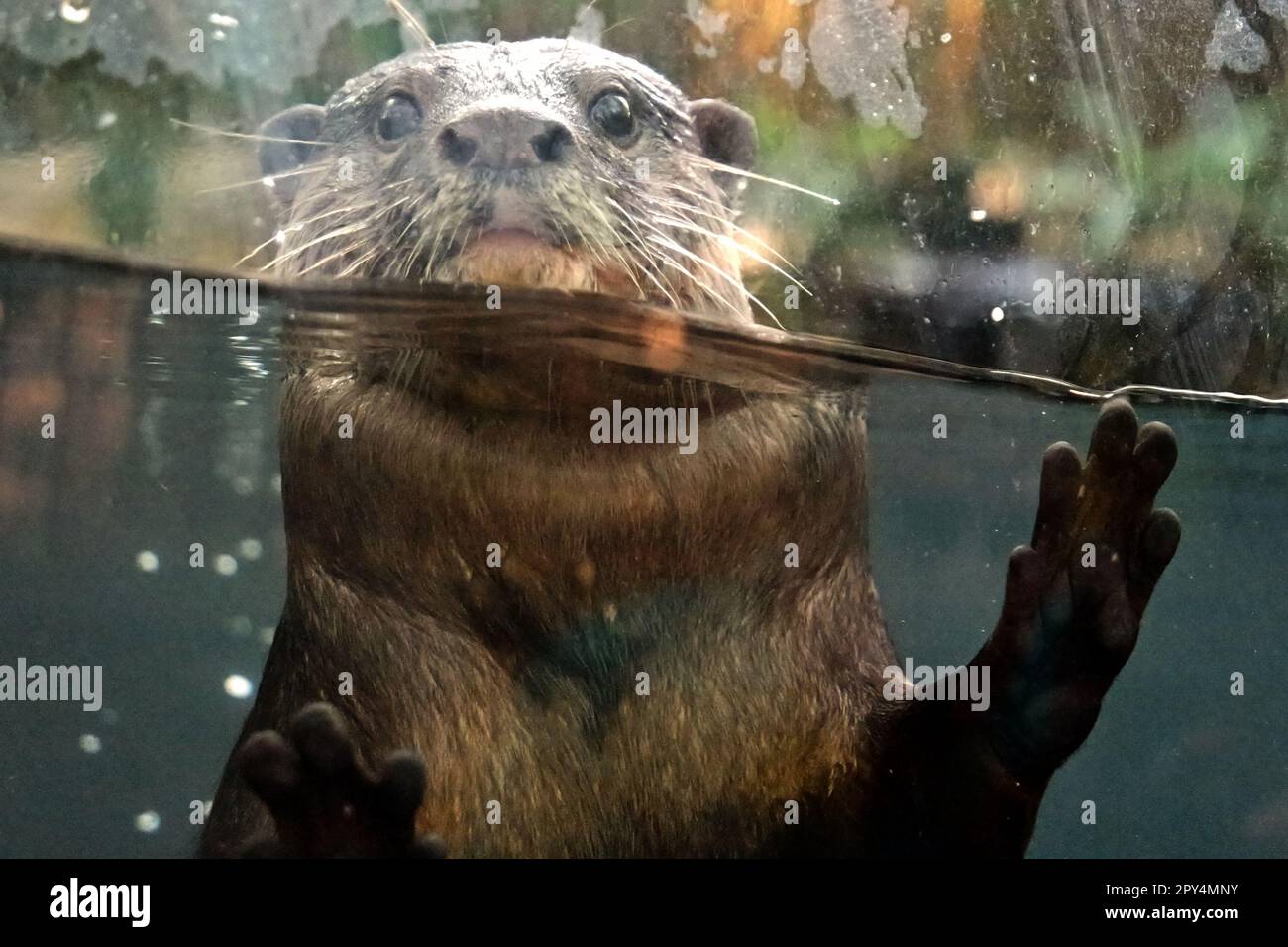 Hairy-nosed otter (Lutra sumatrana), a semiaquatic carnivore, is photographed at Bali Zoo in ...
