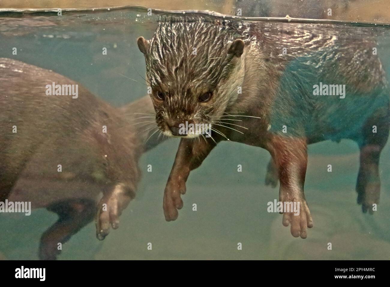 Hairy-nosed otters (Lutra sumatrana), a semiaquatic carnivore, are ...