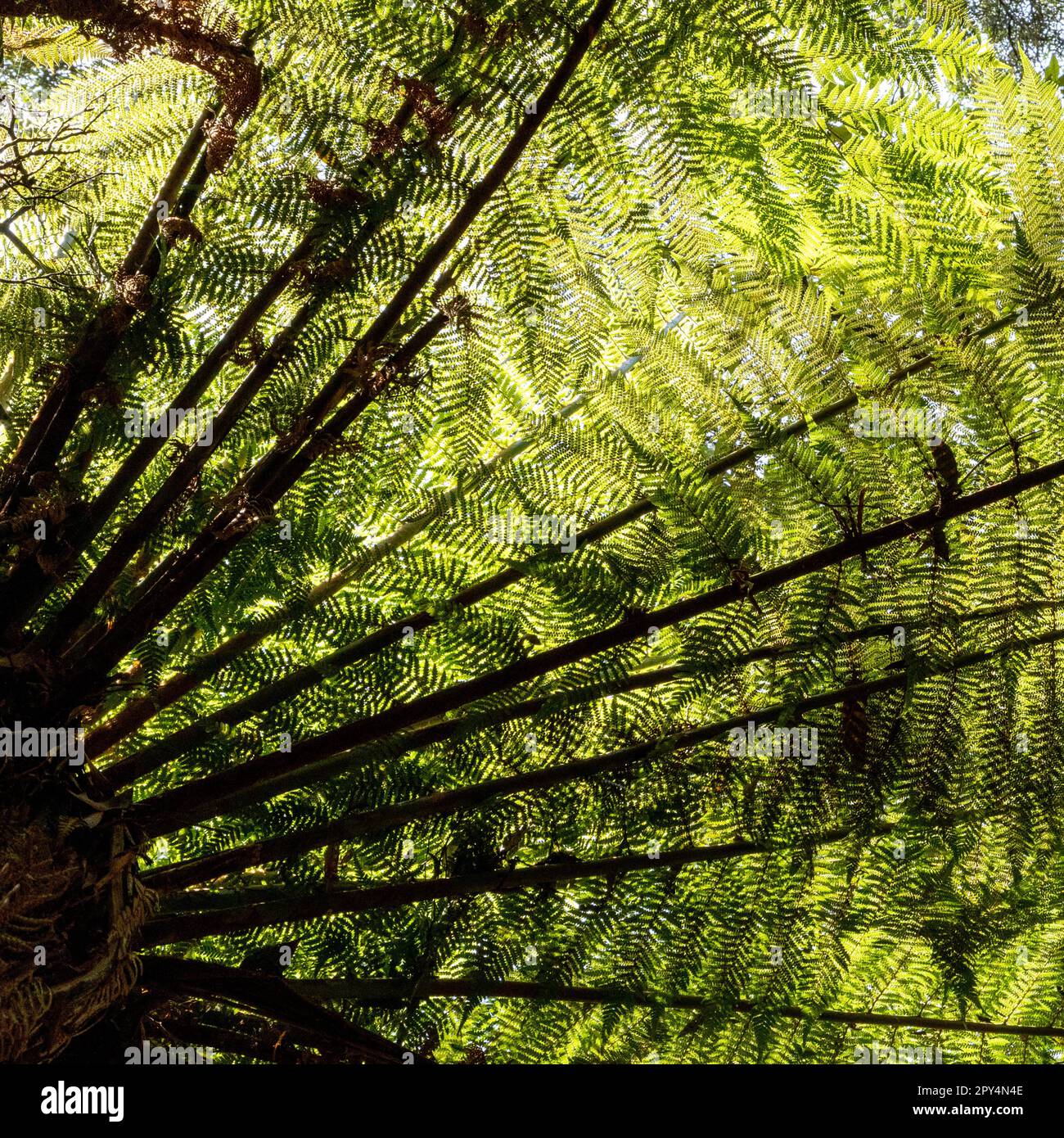 Tree ferns in Tasmania, Australia Stock Photo - Alamy