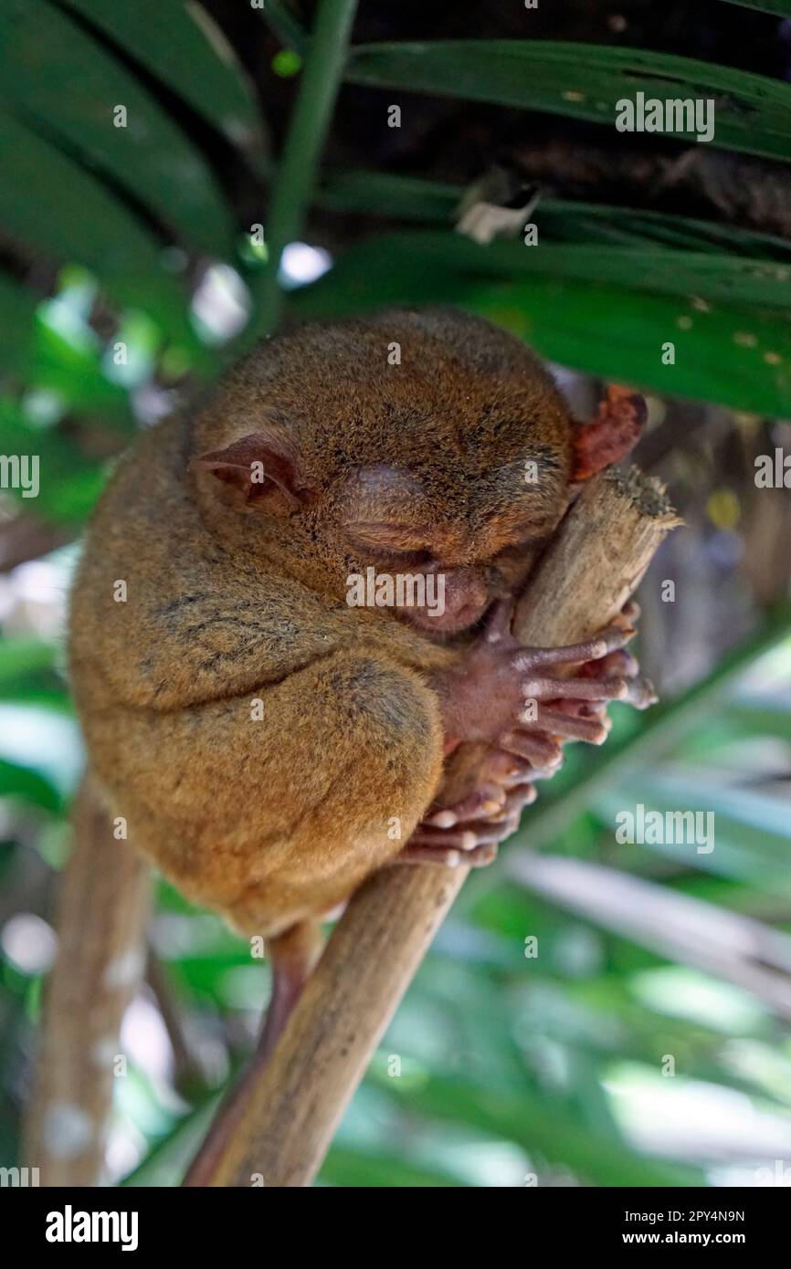 Portrait of Tarsier monkey (Tarsius Syrichta) on the tree at bohol ...