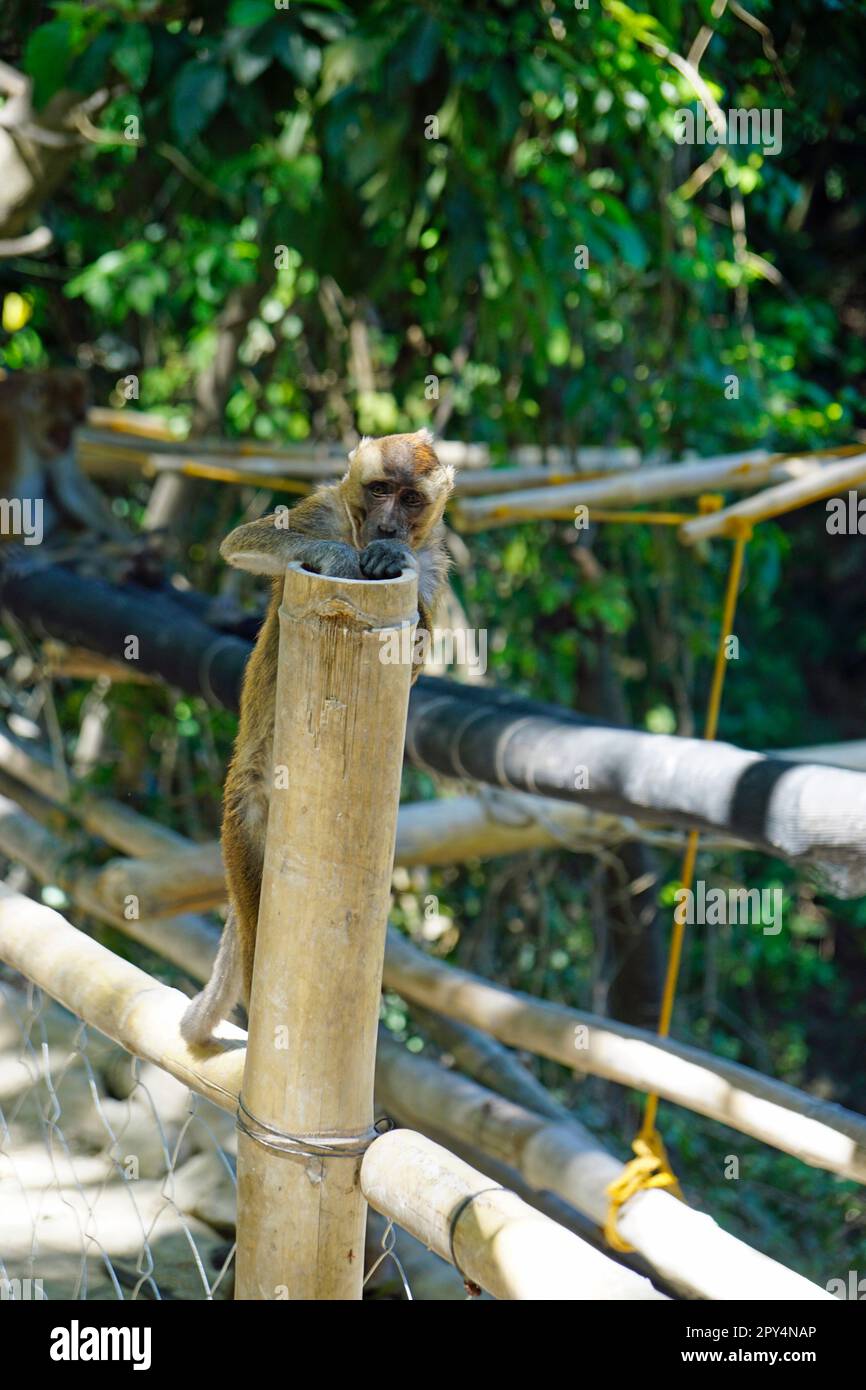 macaque monkeys ion cebu island at the philippines Stock Photo - Alamy