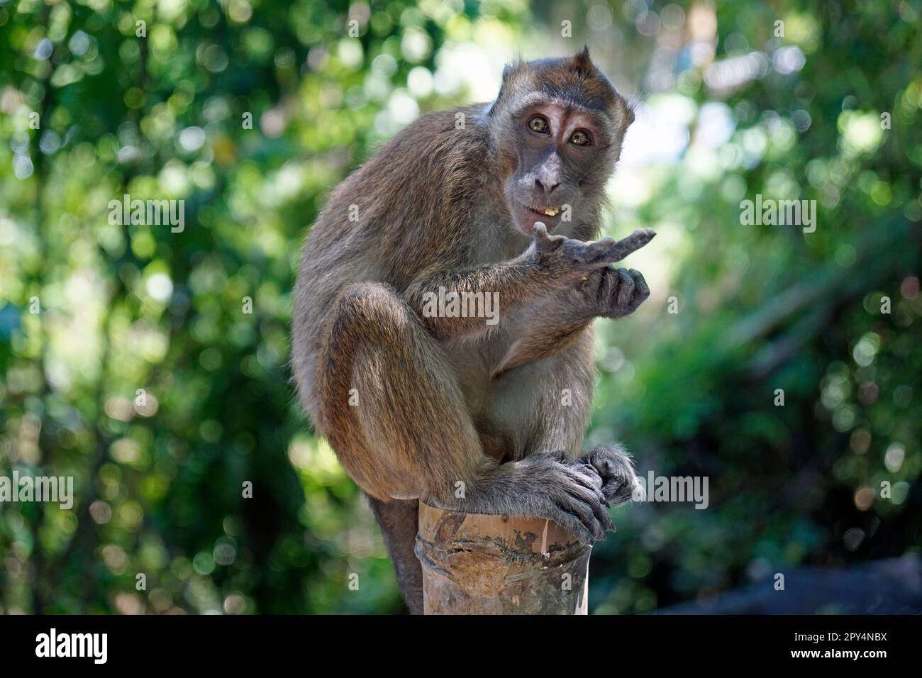 macaque monkeys ion cebu island at the philippines Stock Photo - Alamy