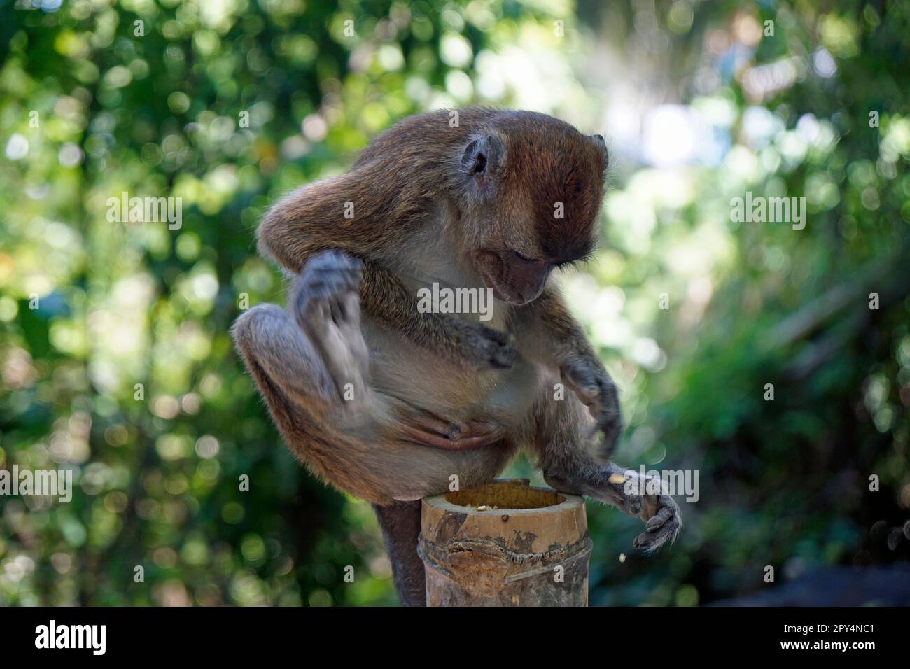 macaque monkeys ion cebu island at the philippines Stock Photo - Alamy